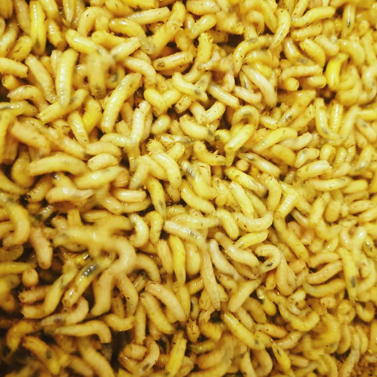 Catchy Bait | Making Fishing More Affordable