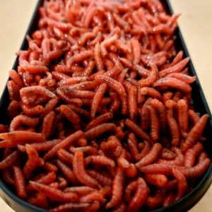 CASTERS - Catchy Bait