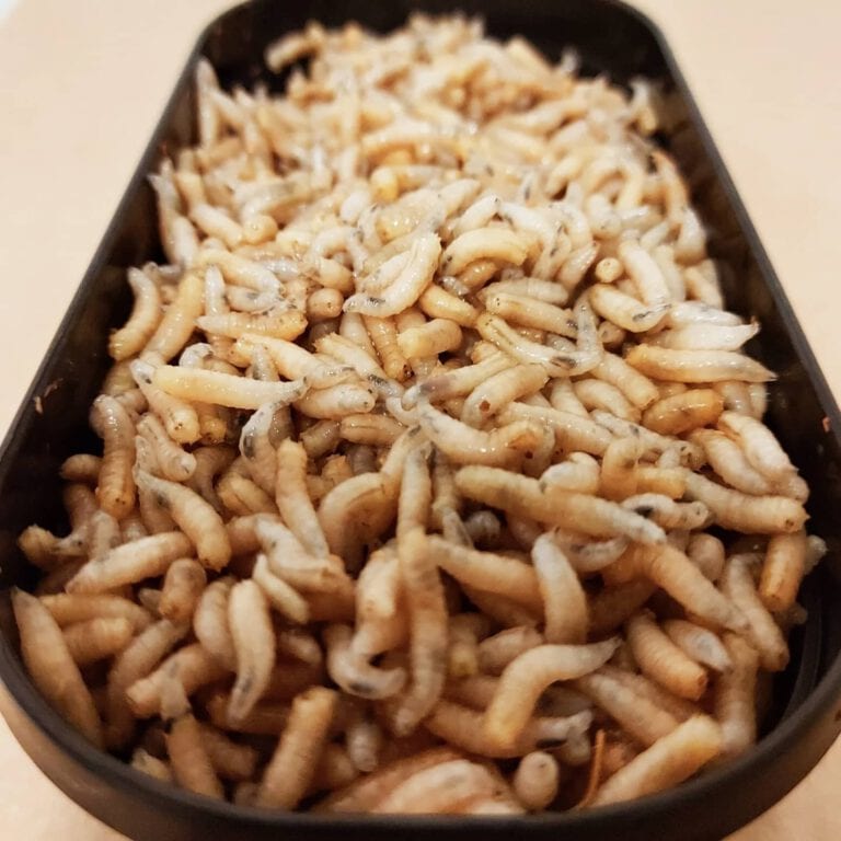 CASTERS - Catchy Bait