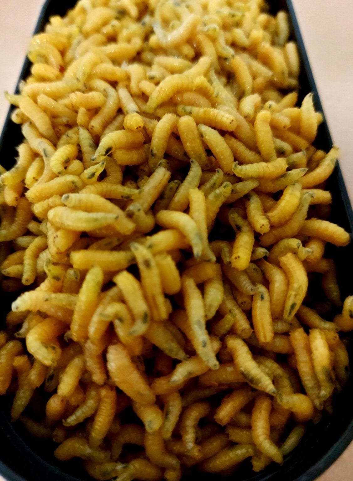 MEDIUM DENDROBAENA WORM