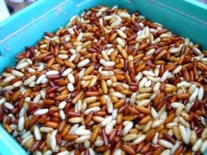 DEAD RED MAGGOT - Catchy Bait