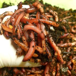 DEAD RED MAGGOT - Catchy Bait