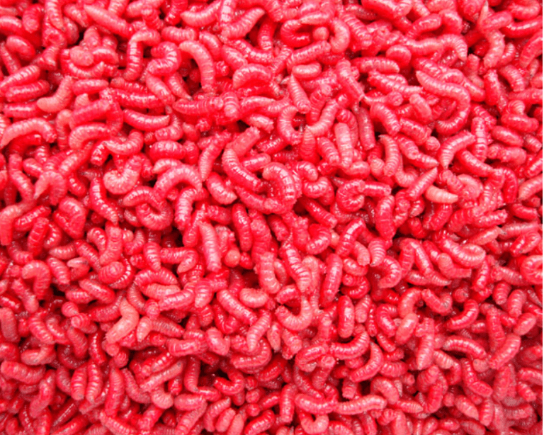 MEDIUM DENDROBAENA WORM