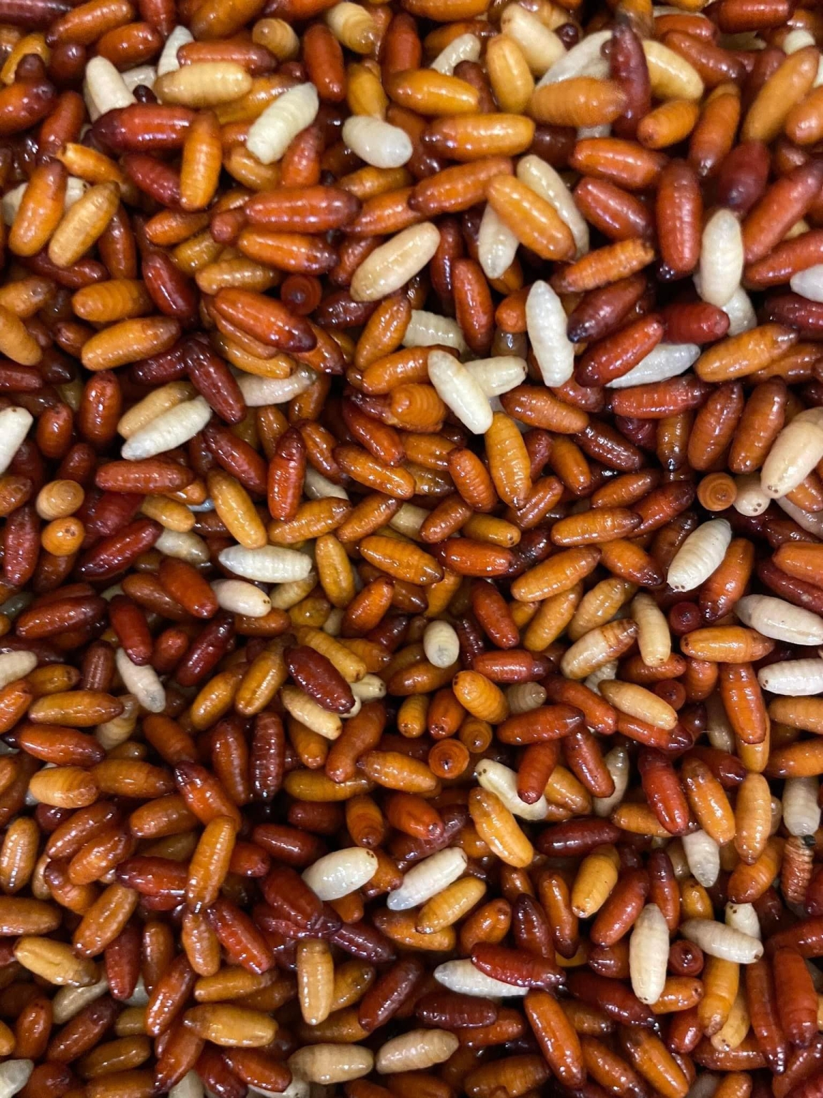 CASTERS - Catchy Bait