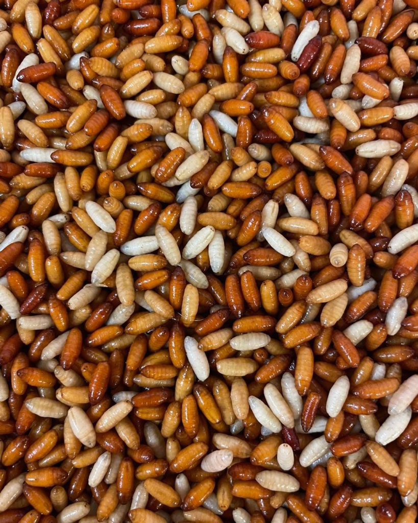 DEAD RED MAGGOT - Catchy Bait