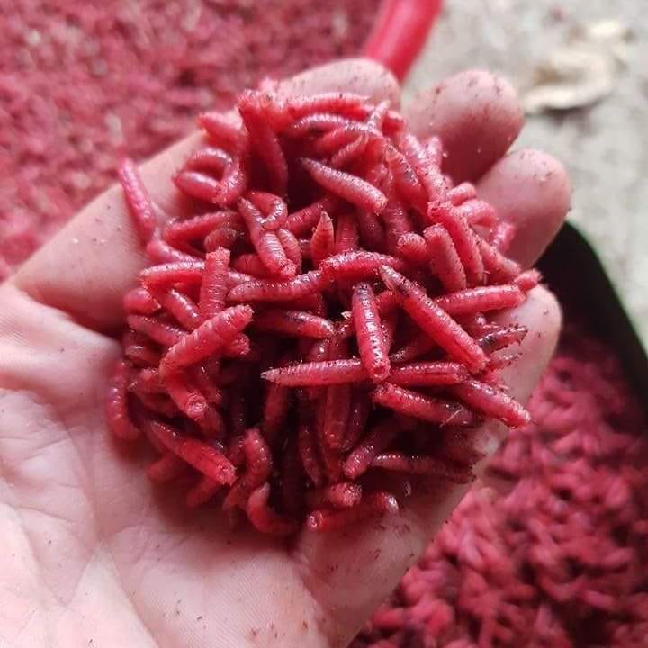 Live Bait - Catchy Bait