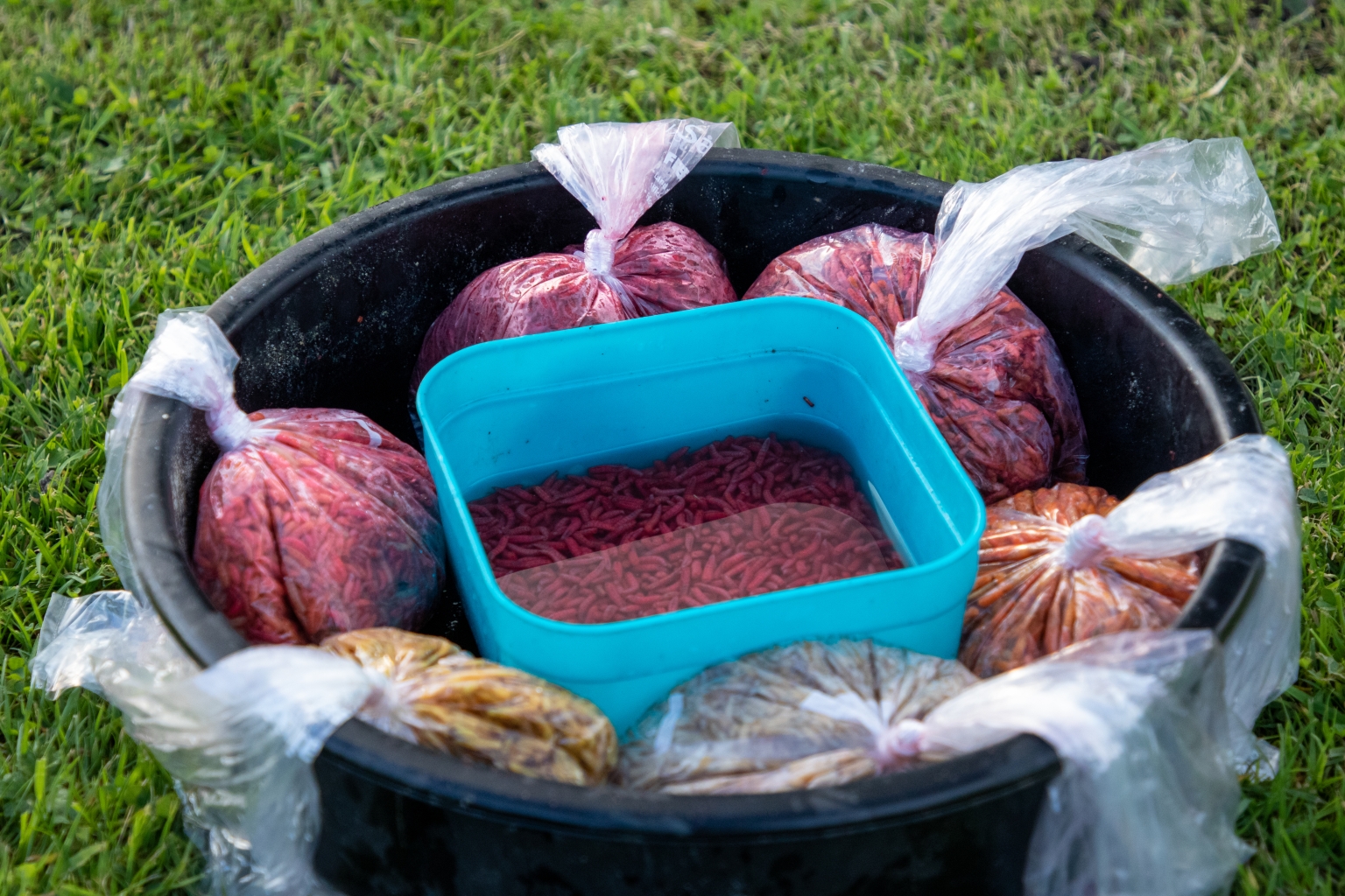 BULK DEALS DEAD MAGGOTS - Catchy Bait