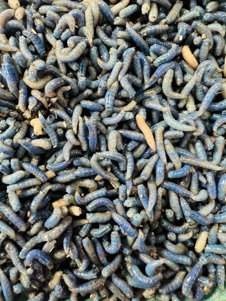 RED MAGGOT - Catchy Bait