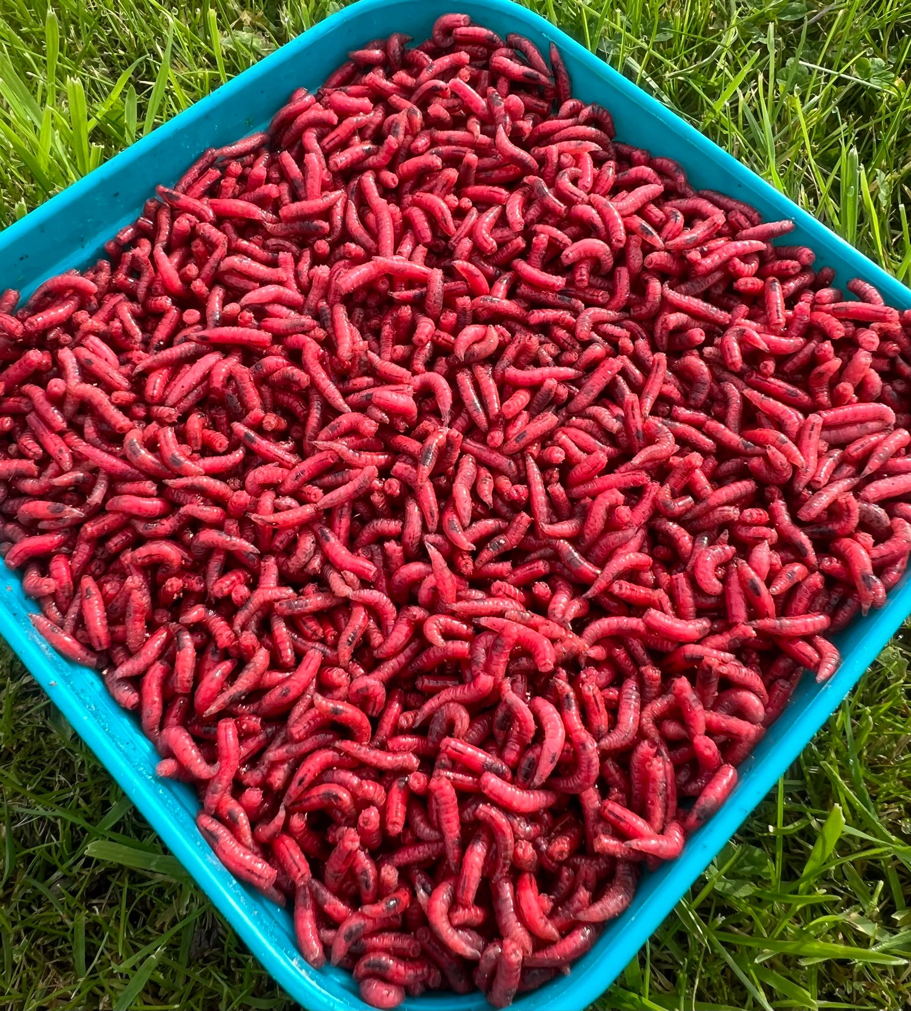 RED MAGGOT - Catchy Bait