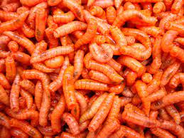 ORANGE MAGGOT - Catchy Bait