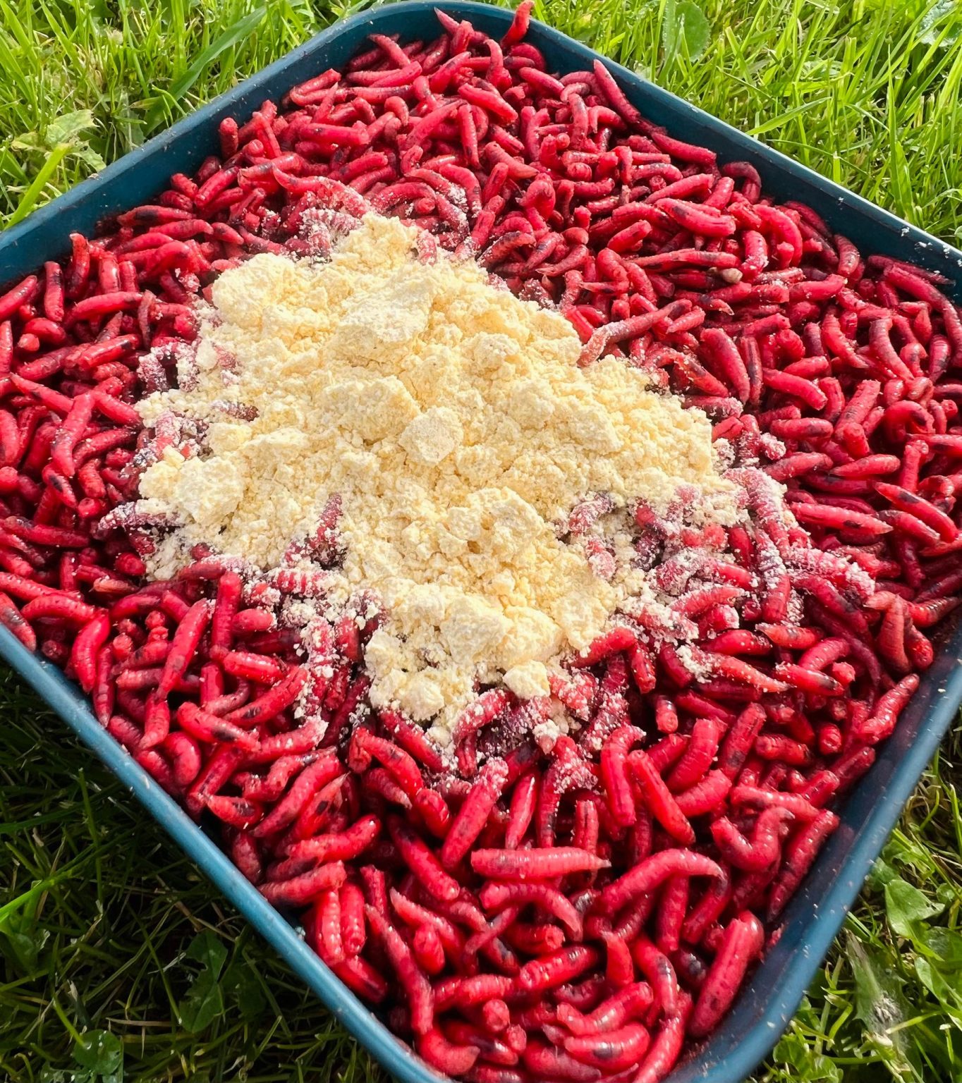 RED MAGGOT - Catchy Bait