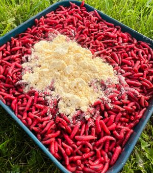 RED MAGGOT - Catchy Bait