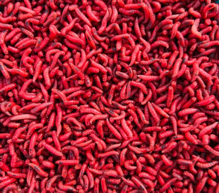 Live Maggot - Catchy Bait