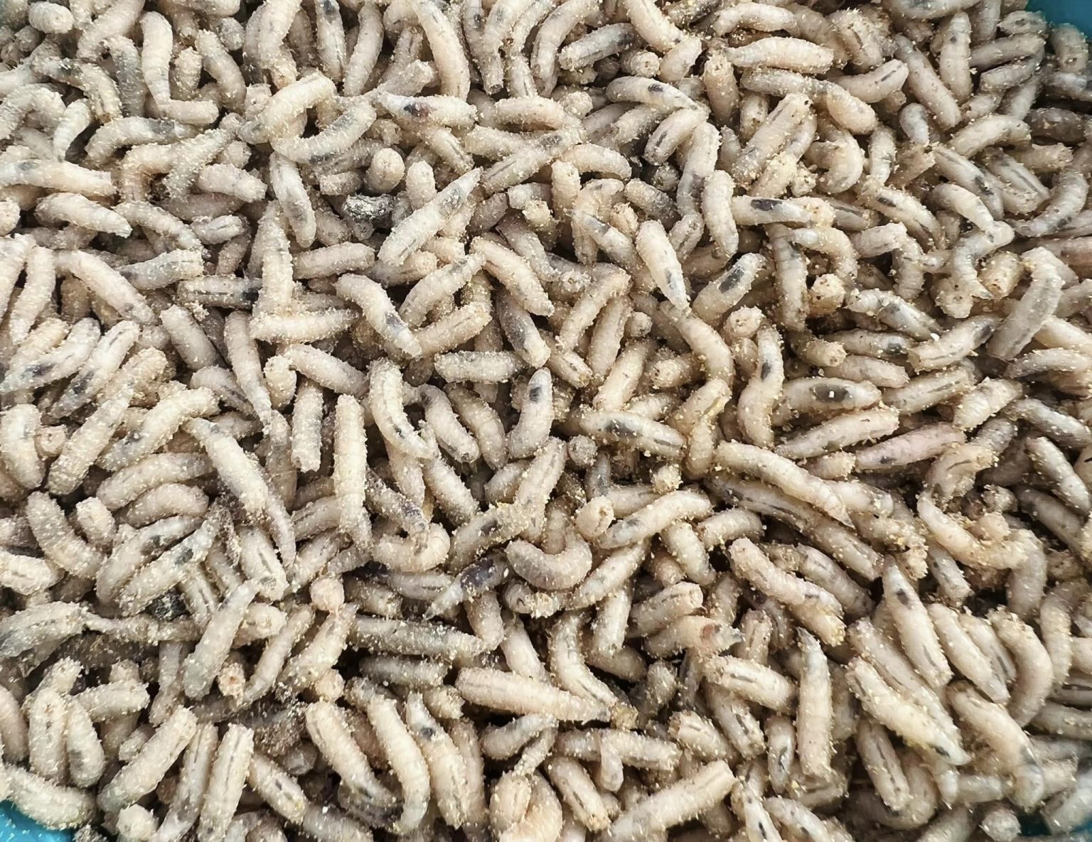 RED MAGGOT - Catchy Bait