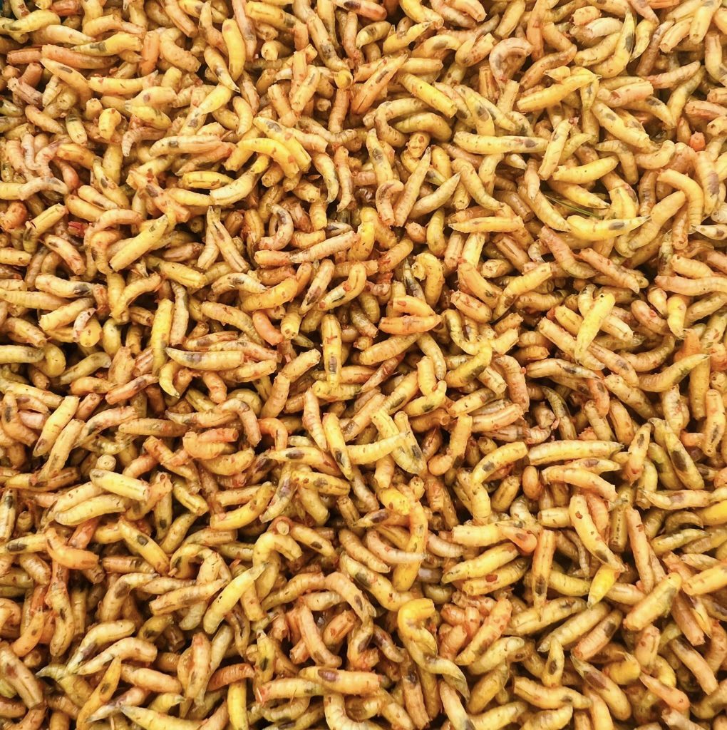 DEAD RED MAGGOT - Catchy Bait