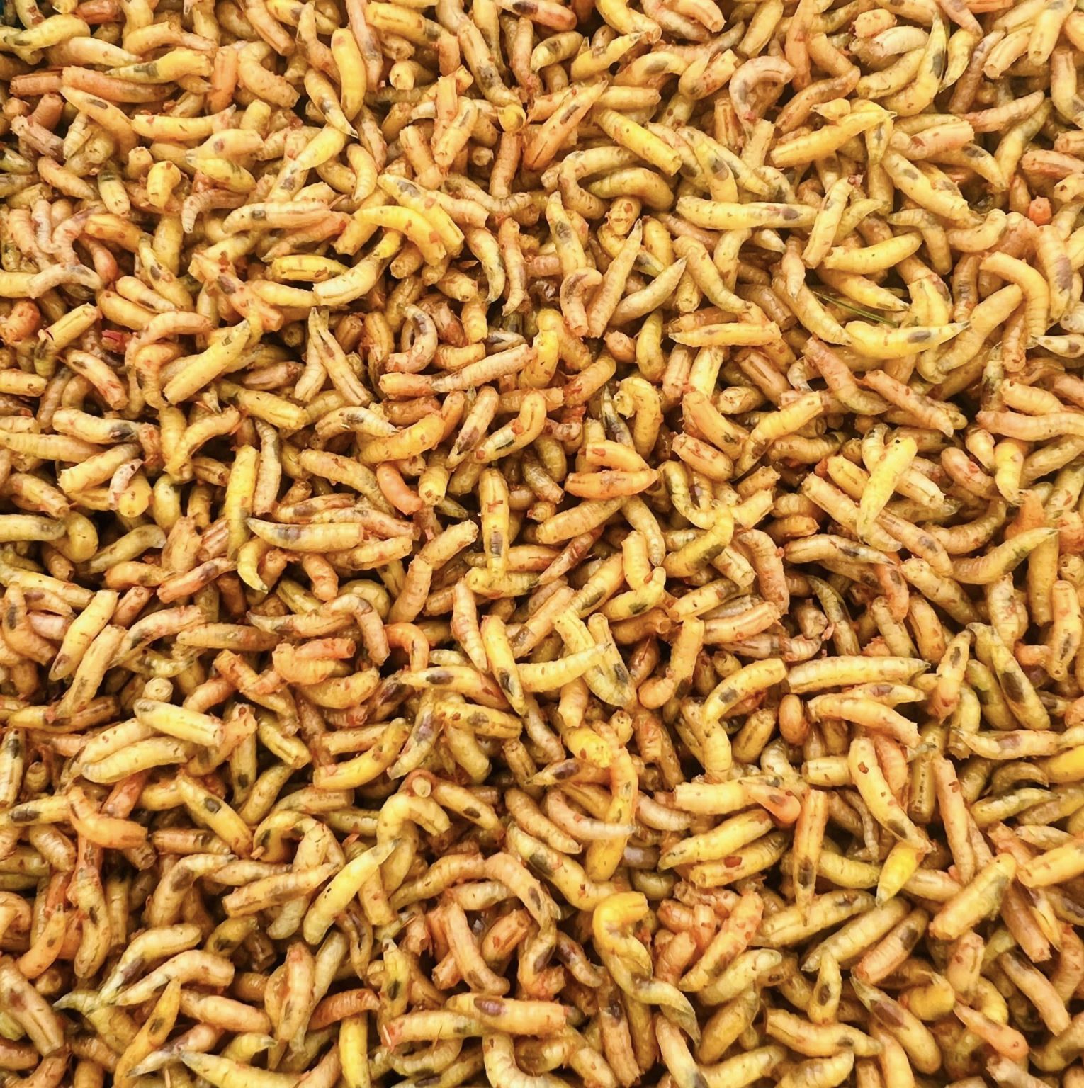 CASTERS - Catchy Bait