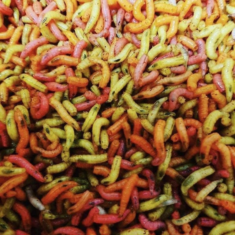 MIXED MAGGOT - Catchy Bait