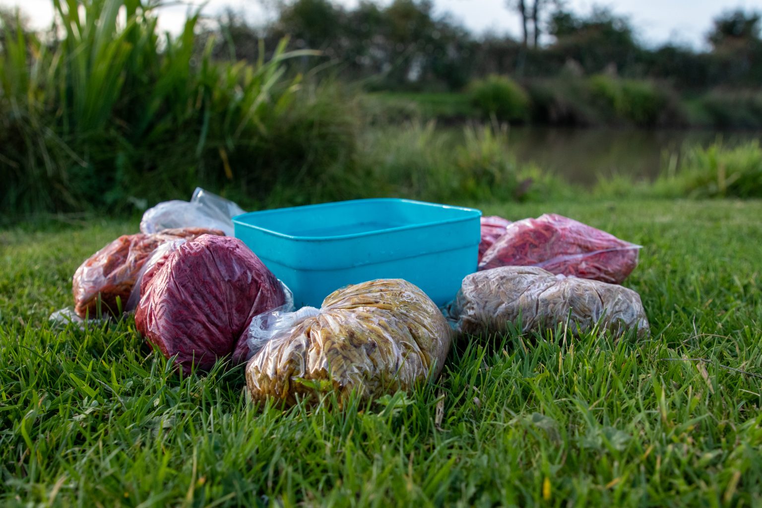 DEAD RED MAGGOT - Catchy Bait