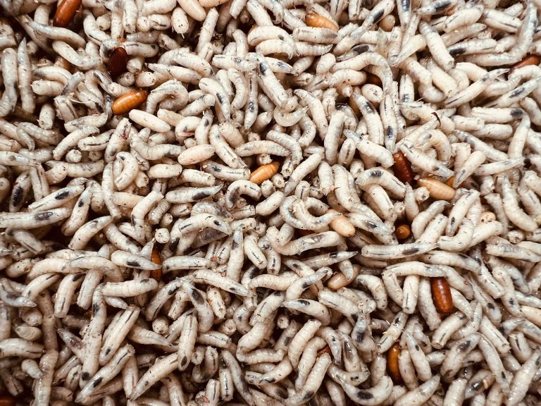 CASTERS - Catchy Bait