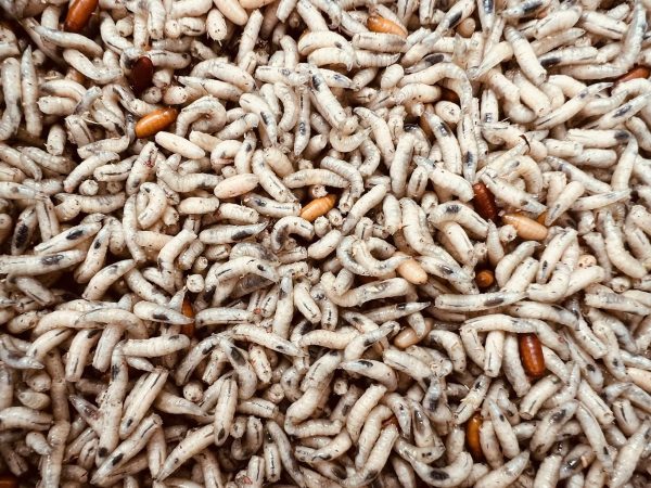 RED MAGGOT - Catchy Bait