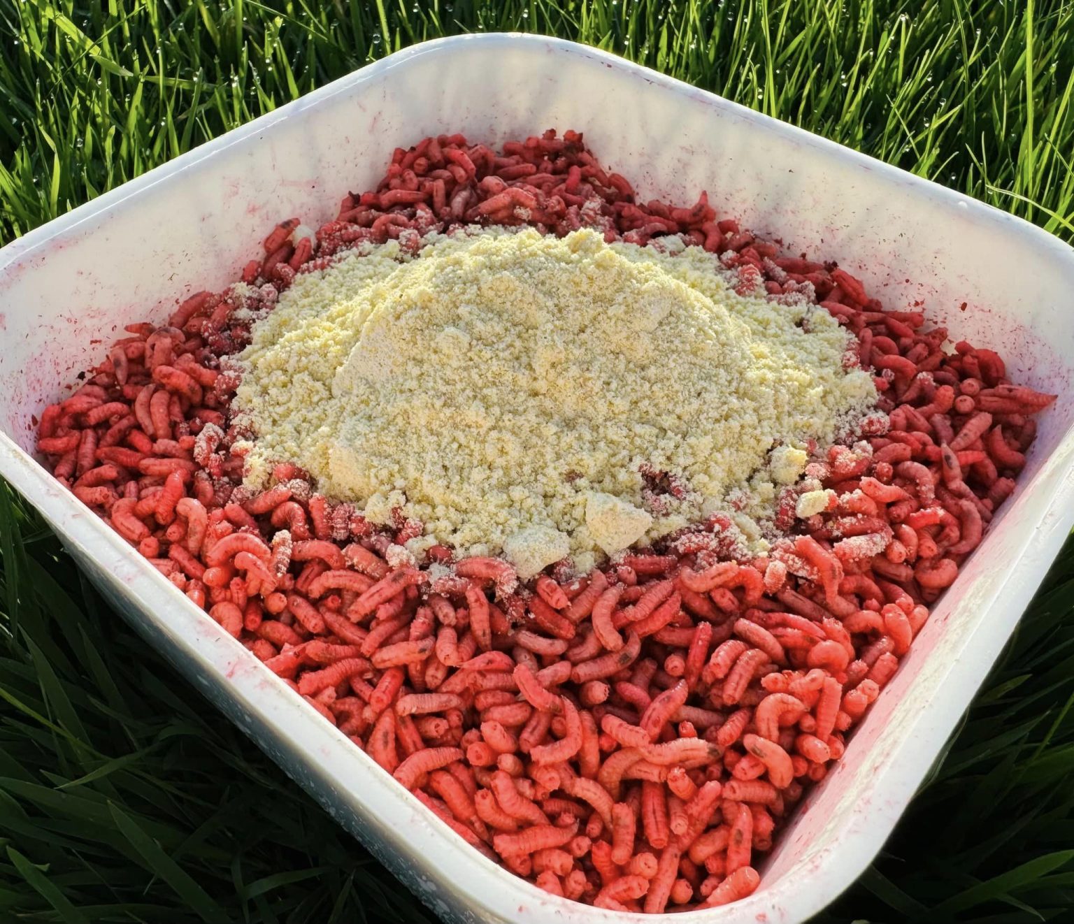 FLUORO PINKIE - Catchy Bait