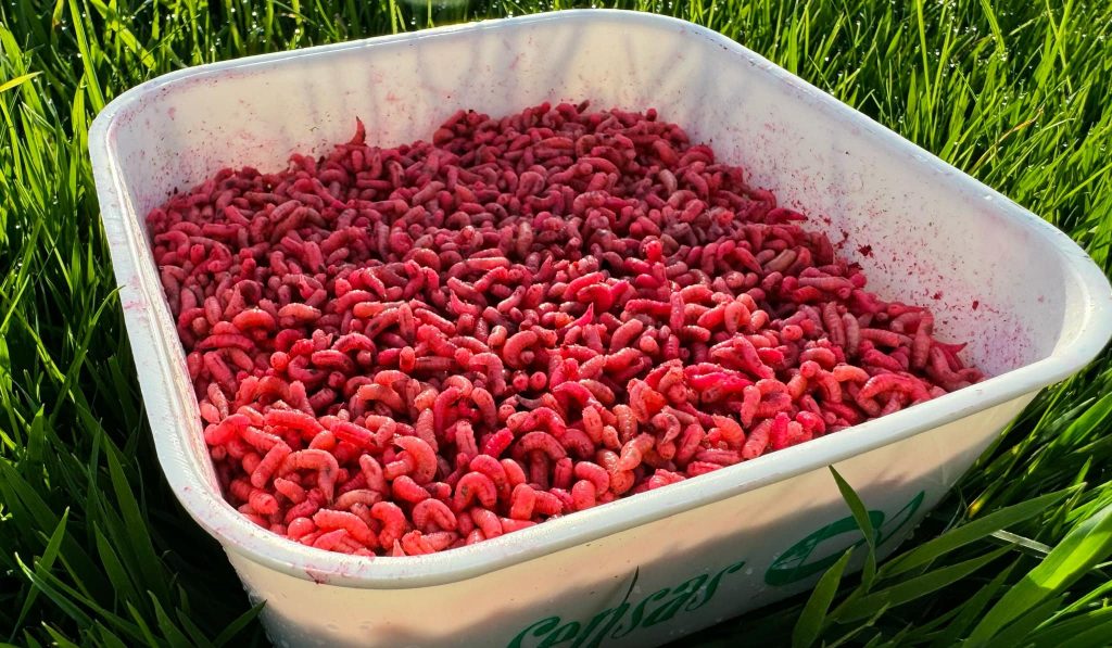 CASTERS - Catchy Bait