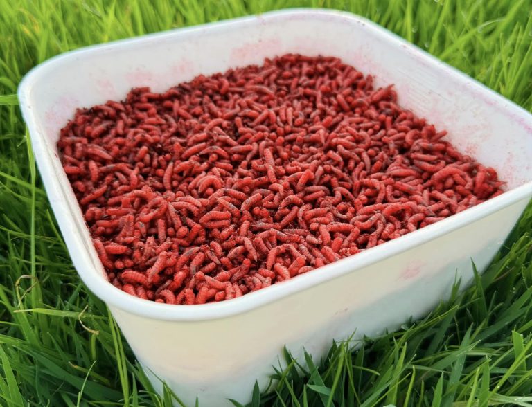 CASTERS - Catchy Bait