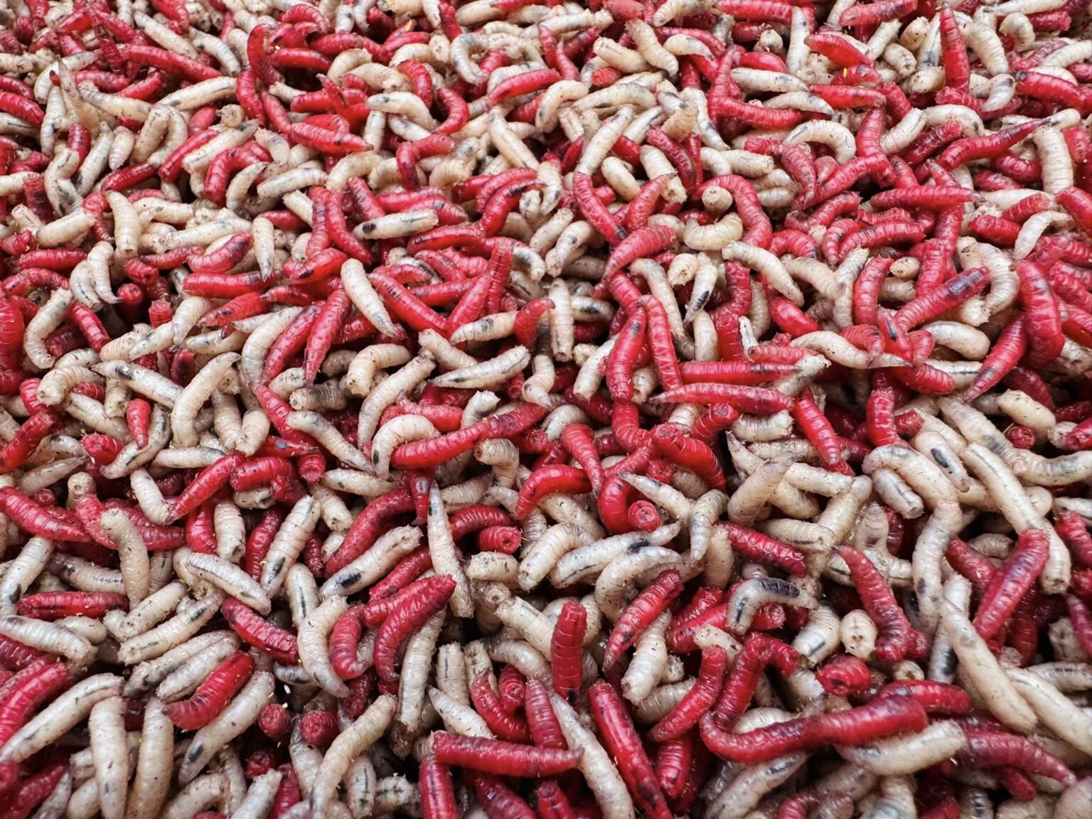 Live Maggot - Catchy Bait